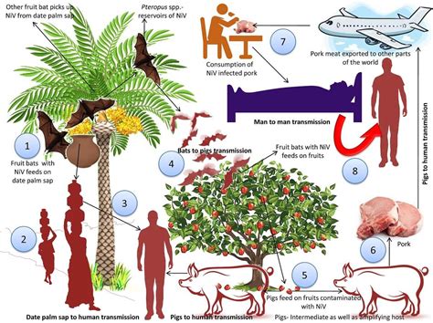 Nipah Virus Niv An Overview