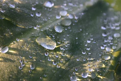 Free Images Water Nature Drop Dew Plant Sunlight Leaf Flower