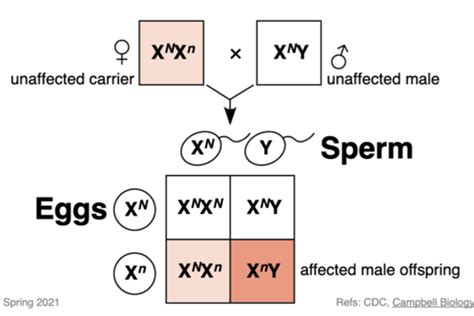 Sex Linked Inheritance Flashcards Quizlet
