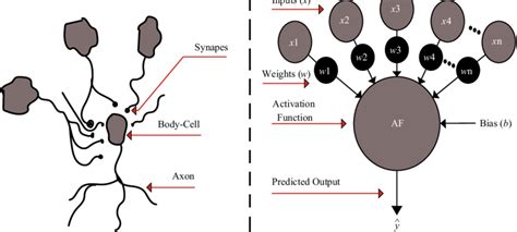 Representation Of Biological Neuron And Artificial Neuron Download