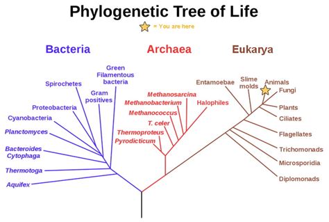 What Is Life The Biology Of Sex And Death Bio 1220