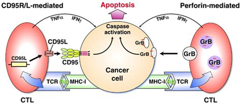 The Canonical Apoptosis Inducing Function Of The Cd95 Cd95l System In