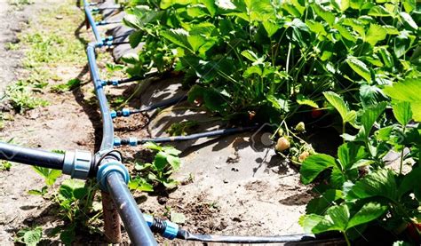 Types Of Irrigation Its 4 [main Types Advantages And Disadvantages]