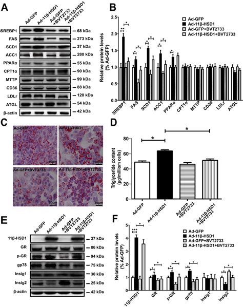 Lipogenesis Pathway Is Activated By Overexpression Of 11β Hsd1 A