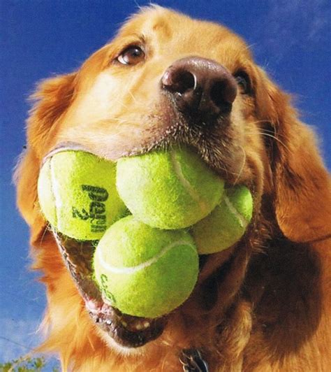 a collection of 10 absolutely random facts about golden retrievers