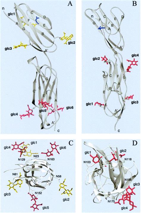Contribution Of N Linked Glycans To The Conformation And Function Of