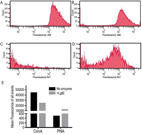 lgte mediates the transfer of udp galactose to c12 glucose