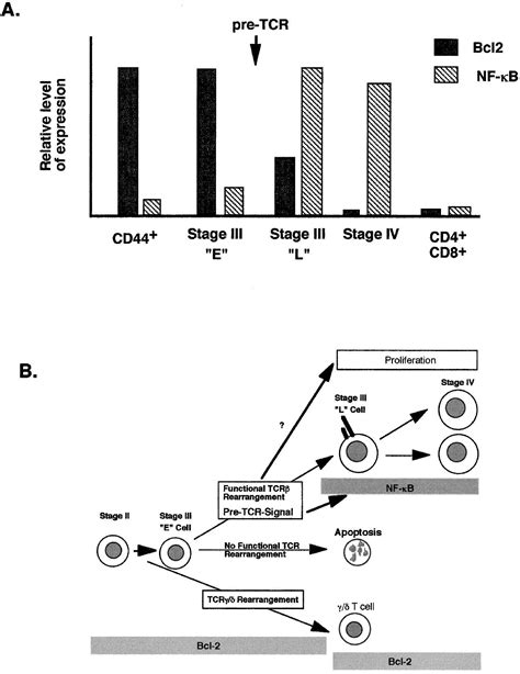Nf κb Activation By The Pre T Cell Receptor Serves As A Selective