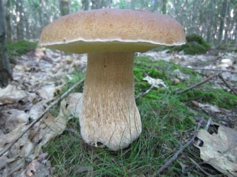 Pilze Und Sex Im Wald Berichte Von Exkursionen Und Ausflügen