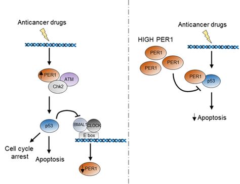 Schematic Representation Of The Potential Role Of Per1 During P53