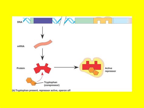 Bacterial Genetics Binary Fission Ppt Download