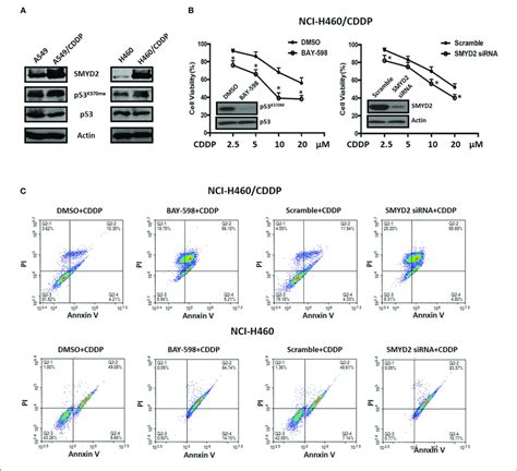 The Expression Level Of Smyd2 Related Proteins And The Effects Of
