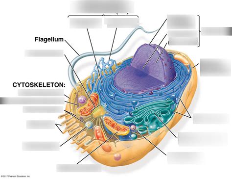 Labeling Parts Of A Cell Diagram Quizlet