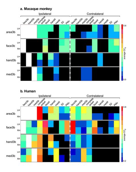 correlation matrices showing roi roi resting state functional