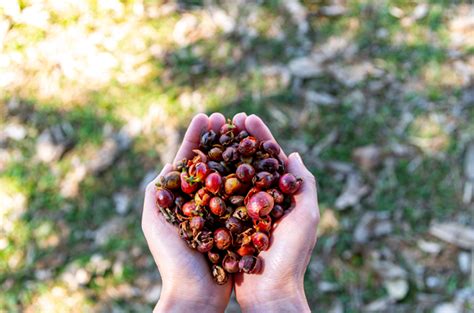 Ini Manfaat Cascara Atau Kulit Buah Kopi Untuk Kesehatan