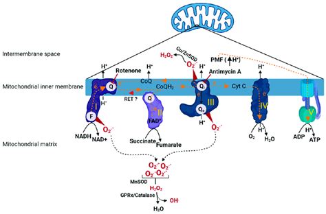 Oxidative Phosphorylation Mitochondria