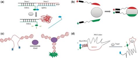 Gkr763 F4 Luminescent Detection Of Dna Binding Proteins Open I