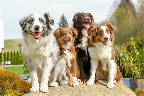 犬の平均寿命は何歳？最高齢ギネス記録や長生きするためのコツを紹介