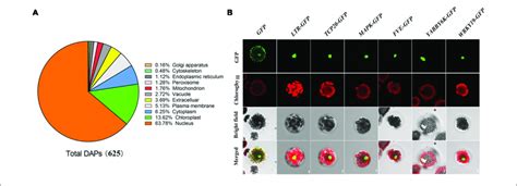 Subcellular Localization Of Differentially Accumulated Proteins