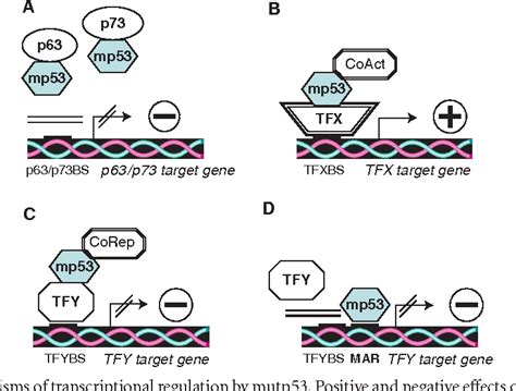 Figure 1 From Mutant P53 Gain Of Function In Cancer Semantic Scholar