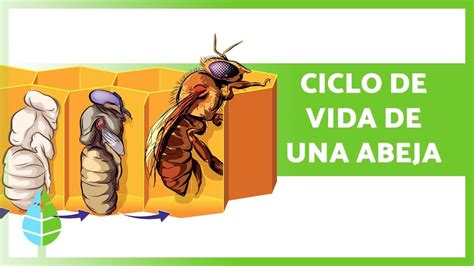 Ciclo De Vida De Las Abejas 🐝 Reinas Obreras Y Zánganos Youtube