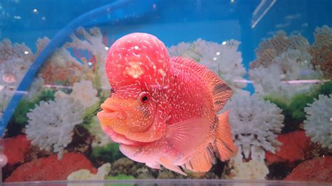 Simak Tips Merawat Ikan Louhan Agar Tetap Sehat Dan Glowing Kabar