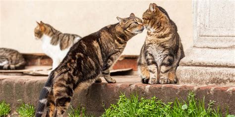 How Do Cats Communicate With Each Other A Veterinarian Explains
