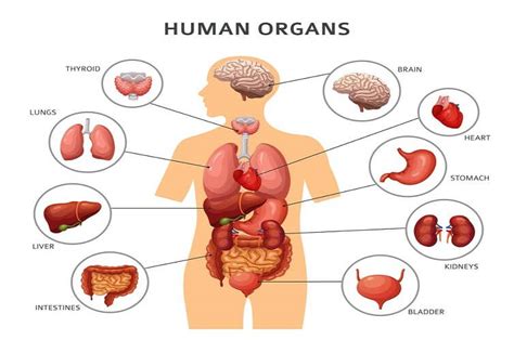 The Most Sensitive Organs In Our Body Cool Body Facts Theqna Org