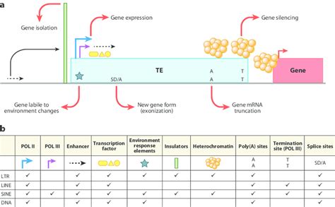 Transposable Element Te Regulatory Sites A Putative Ways Tes Can