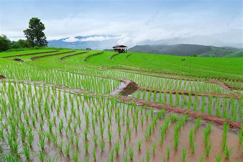 Pa Pong Piengs Sawah Bertingkat Hijau Yang Indah Foto Latar Belakang