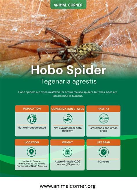 Hobo Spider Facts Size Bite And Habitat Information