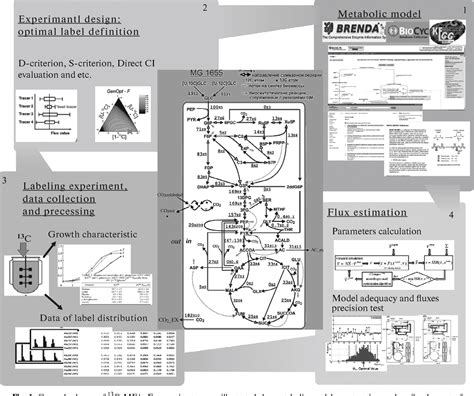 Metabolic Flux Analysis Using 13c Isotopes 13c Mfa 1 Experimental