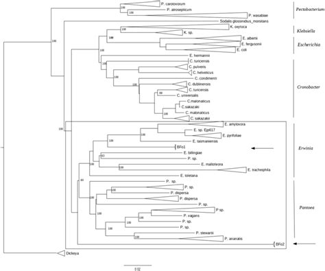 Core Genome Phylogeny Of Bfo Bacteria And Closely Related Download