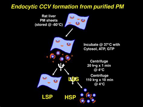 Ppt Clathrin Mediated Endocytosis Powerpoint Presentation Free