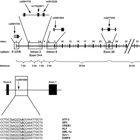 Il23r Gene Variants Modulate Intestinal Dmbt1 Expression Download Table