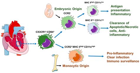 Cells Free Full Text Role Of Cardiac Macrophages On Cardiac