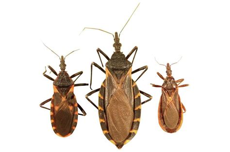 what s biting texas the hidden threat of chagas disease houston