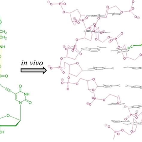 Fig Ure 1 Enzymatic In Vivo Incorporation Of Bodpiy Fl 14 Dutp Into The