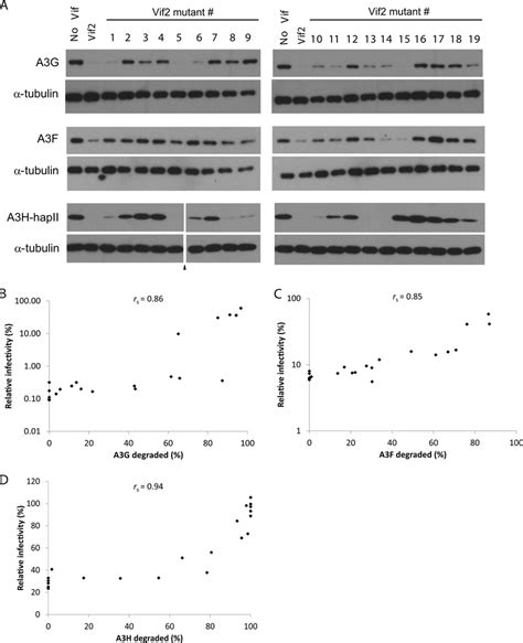 Effects Of Vif2 And Its Multiple Alanine Substitution Mutants On A3g