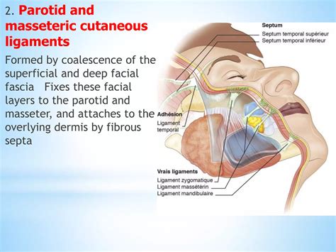 Fawzy A Fat Compartments And Retaining Ligaments Of The Face Ppt