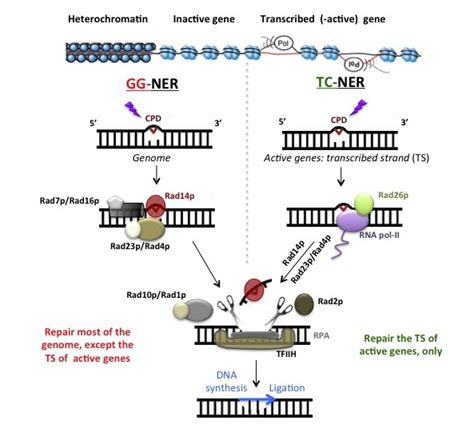 ner named entity recognition ner on twitter with bi directional lstm
