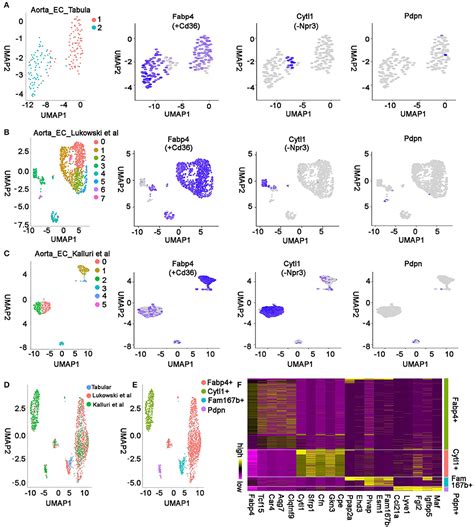 Frontiers Single Cell Analysis Of Endothelial Cells Identified Organ