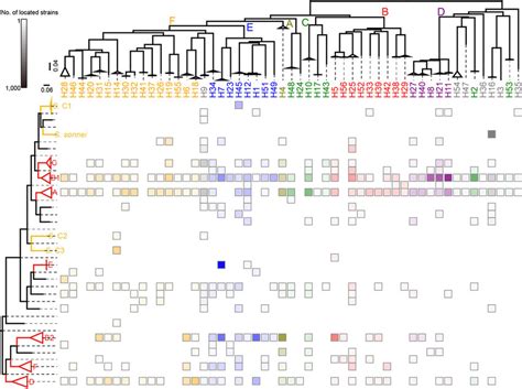 Distribution Of E Coli Flagellins According To Strain Phylogenetic