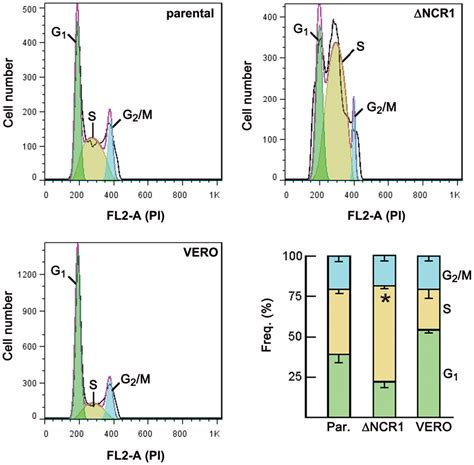 Cell Cycle Phases Flow Cytometry