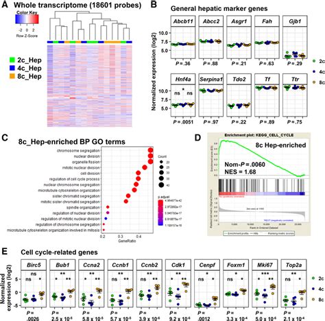 microarray transcriptome analysis of rat hepatocytes with different