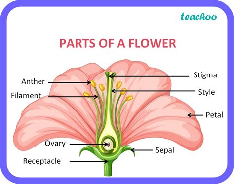 [class 10] What Is Sexual Reproduction In Flowering Plants Teachoo