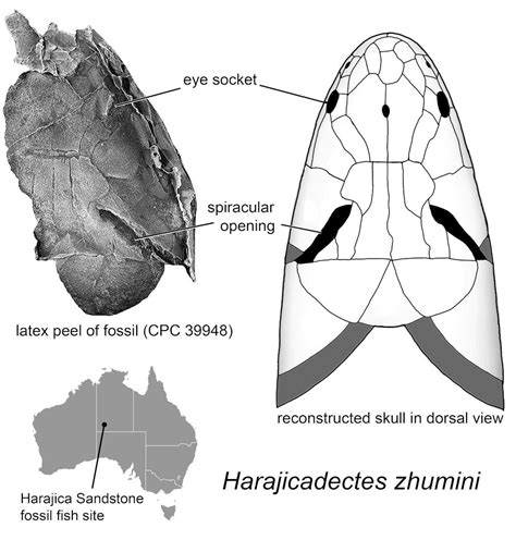3億8千万年前の魚は空気を呼吸し、先史時代の手足を持っていた