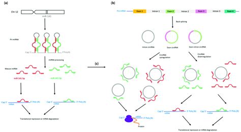 Biogenesis Of Mirnas A And Circrnas B And Their Interactions