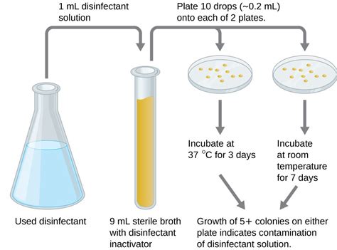 Testing The Effectiveness Of Antiseptics And Disinfectants Microbiology