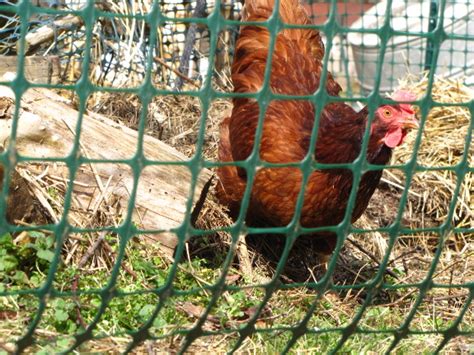 Chickens In The Orchard Trial Avian Aqua Miser